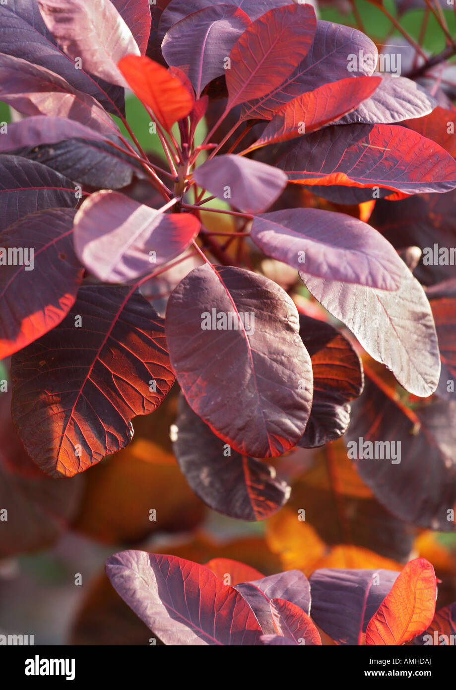 Red and maroon leaves growing on plants in autumn Stock Photo - Alamy