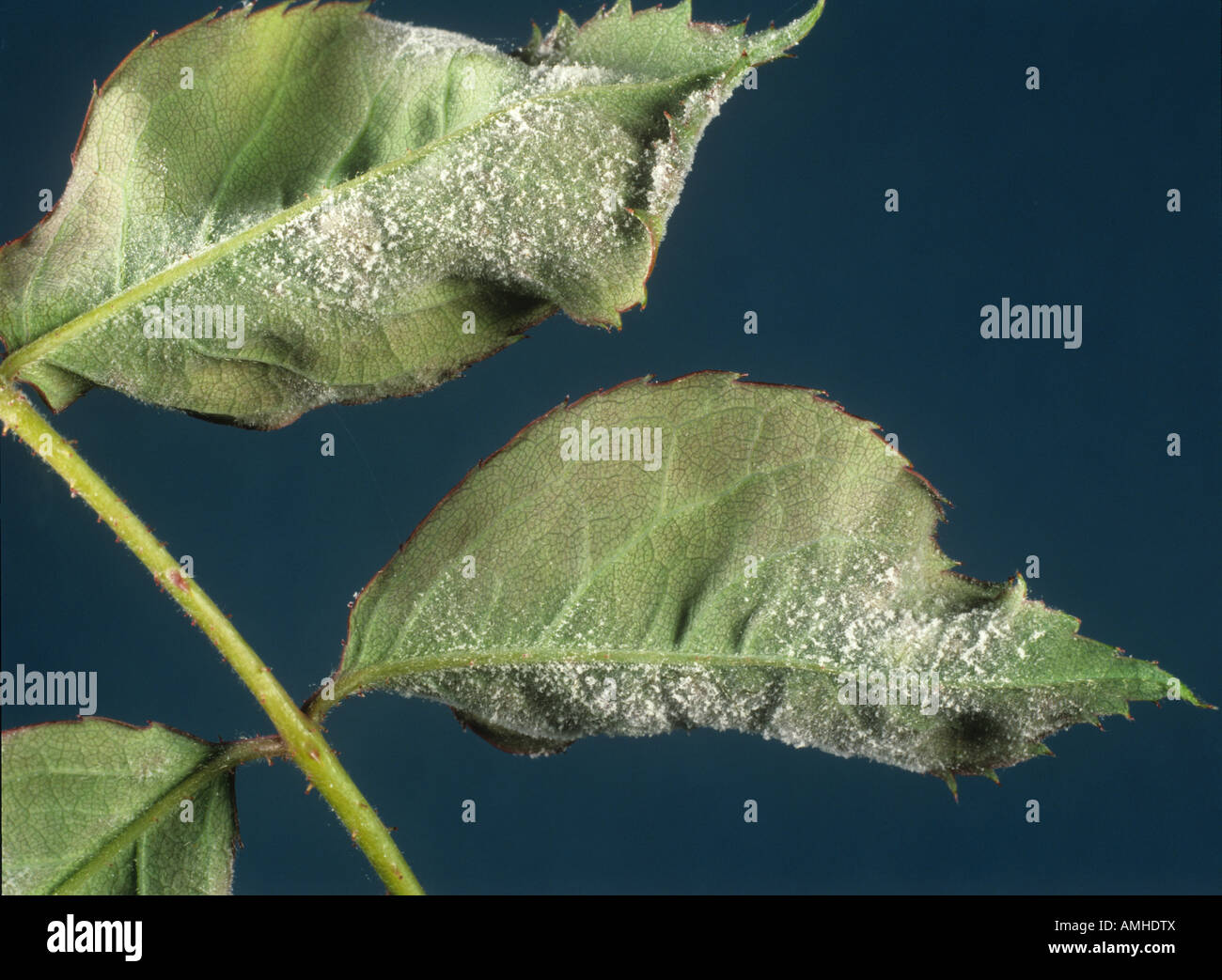 Primary Leaf High Resolution Stock Photography and Images - Alamy