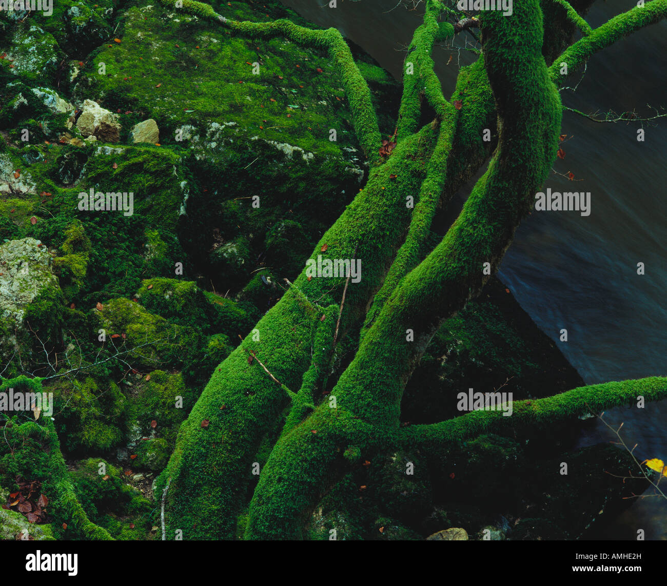 October 1999 Areuseschlucht Boudry NE Tree covered with moss elevated ...