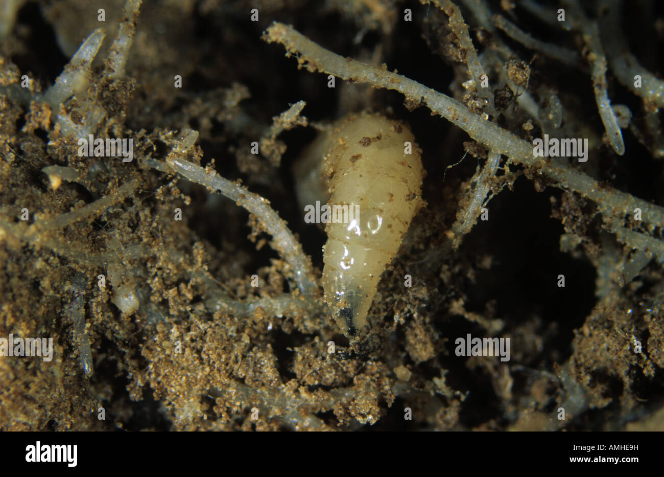 Cabbage root fly Delia radicum larva among the roots of a summer ...