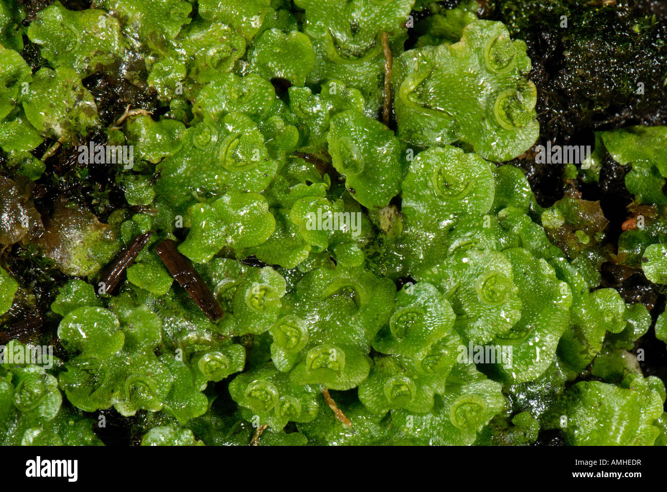 Liverworts Marchantia polymorpha on the soil surface of a pot plant ...