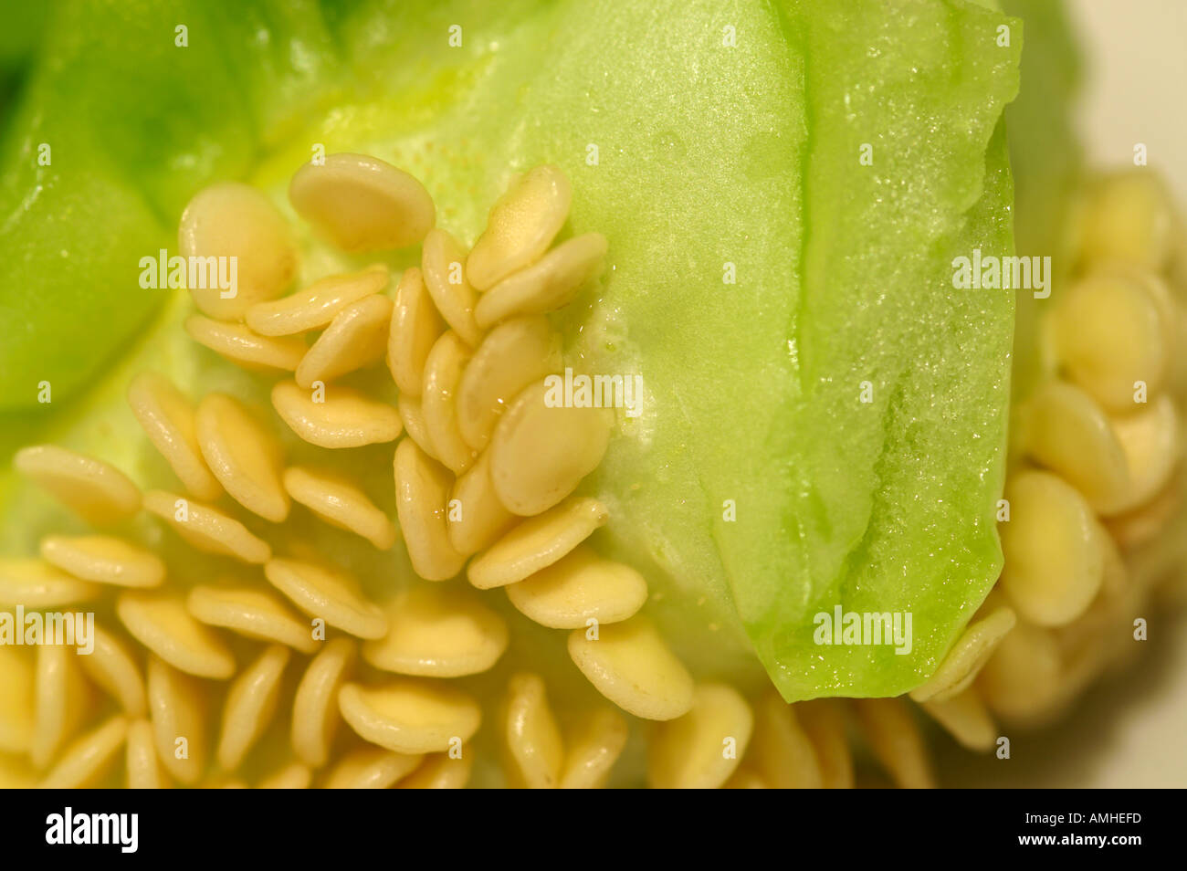 Close up view of Green Pepper seeds Green Pepper cut in half showing ...