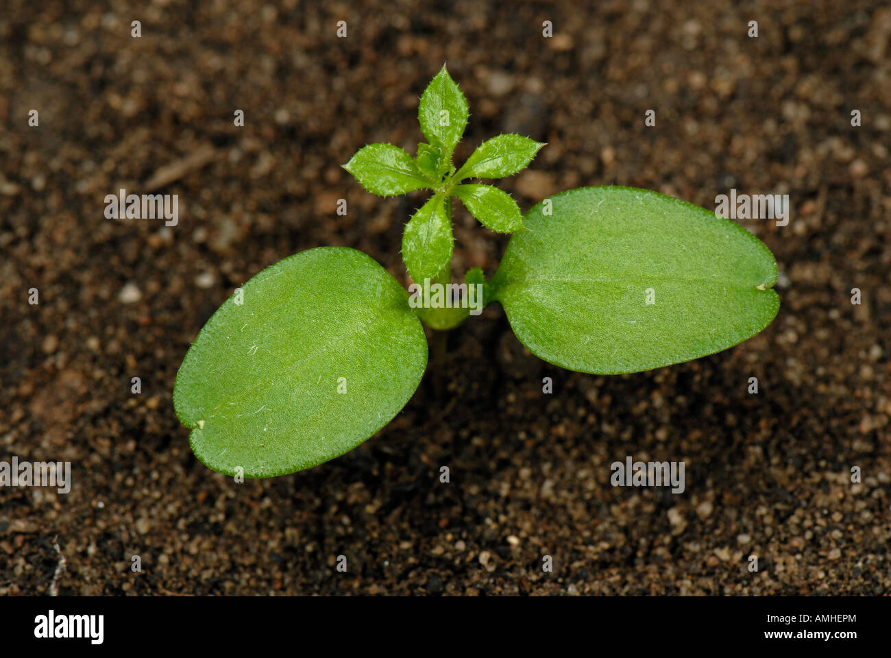 Cleavers Galium aparine seedling plant with single true leaf rosette ...