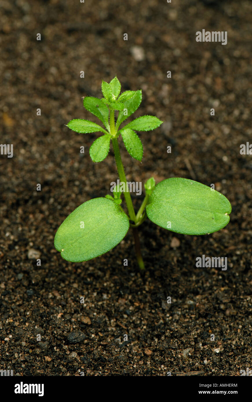 Cleavers Galium aparine seedling plant with second true leaf and axial ...