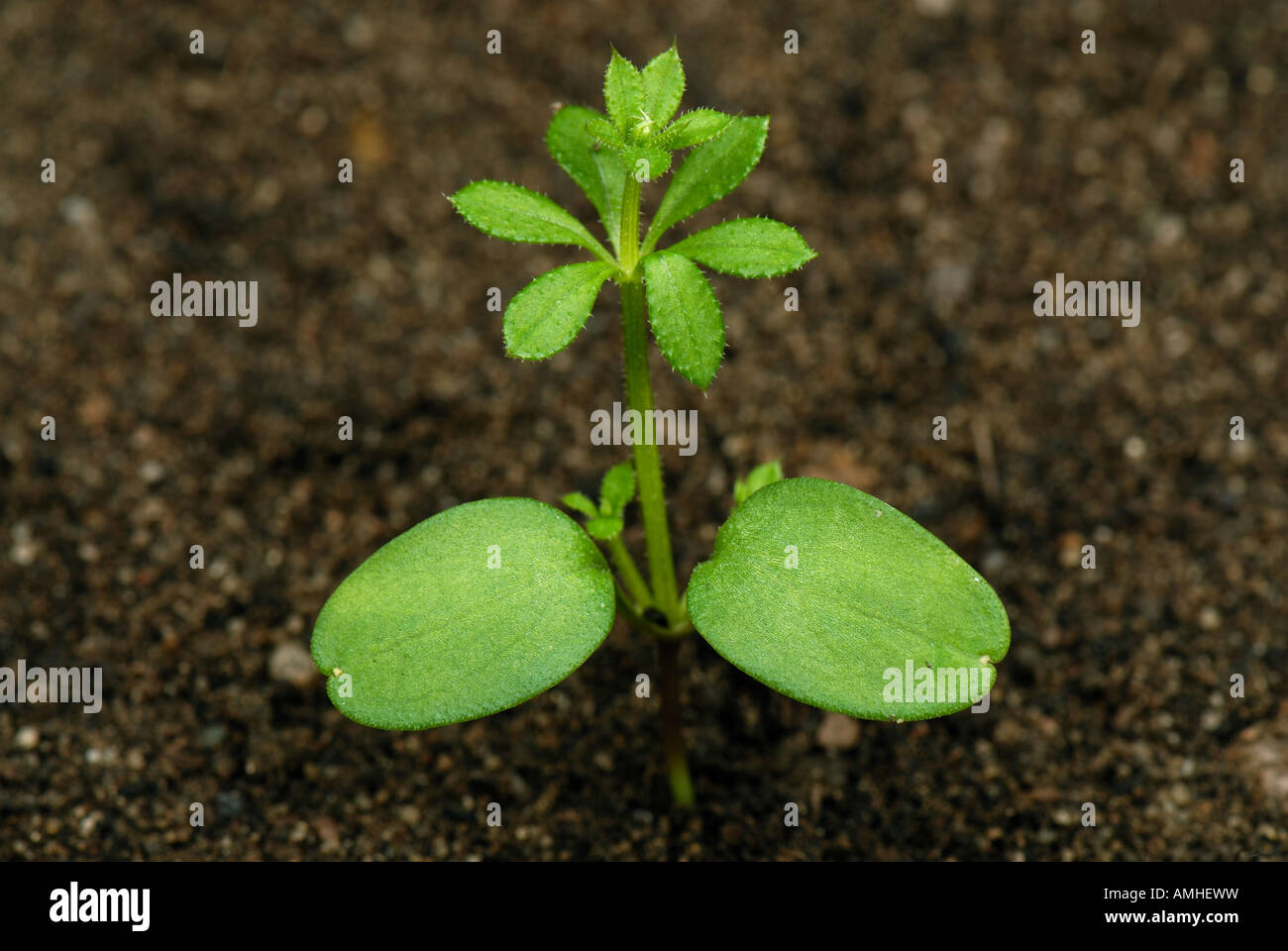 Seedling cleavers goosegrass hi-res stock photography and images - Alamy