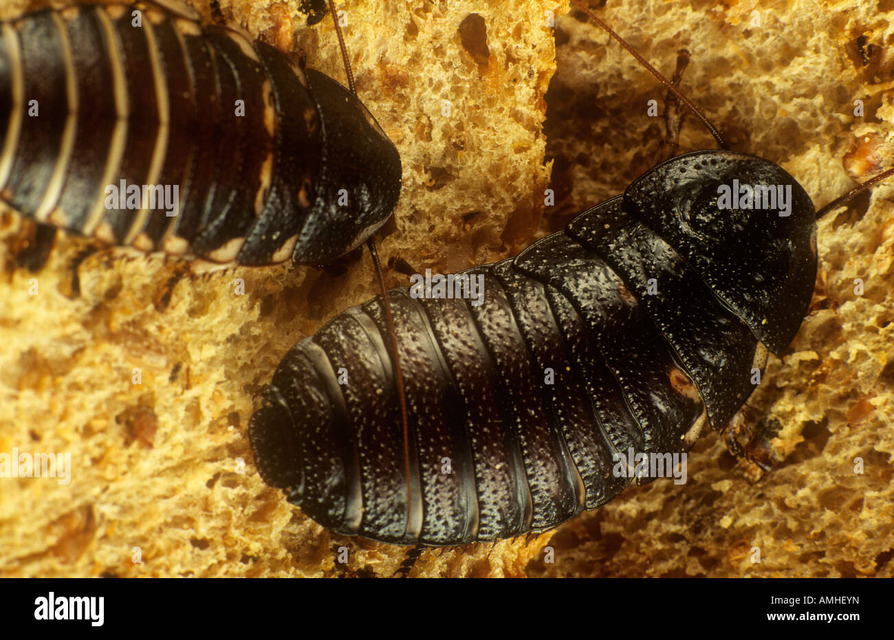 Giant Cockroach Stock Photos & Giant Cockroach Stock Images - Alamy