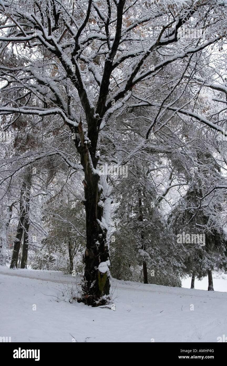 Big snow covered tree in winter city park dull day Stock Photo - Alamy
