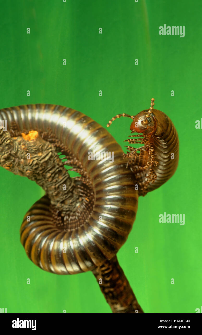 Insect With Many Legs High Resolution Stock Photography and Images - Alamy