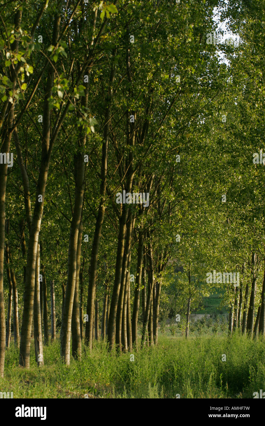 Forest in Roero, Piemonte, Italy Stock Photo - Alamy