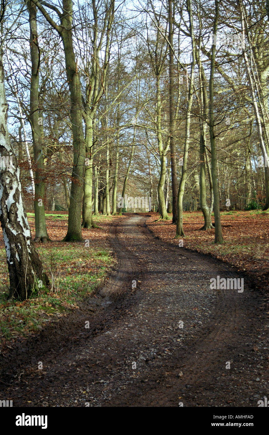 Pathway through the trees Stock Photo - Alamy