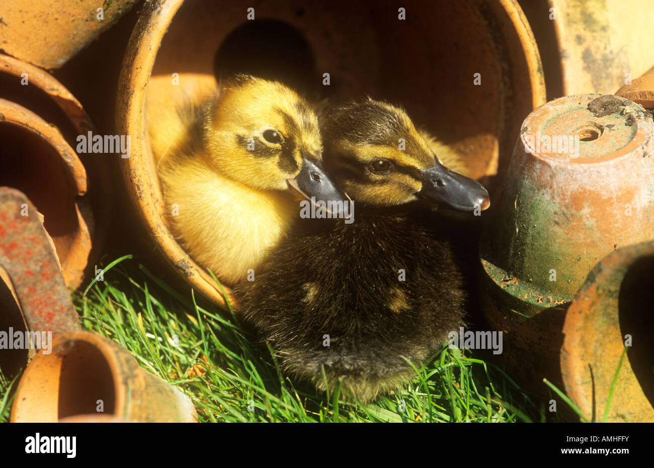Two ducklings in a flower pot Stock Photo - Alamy