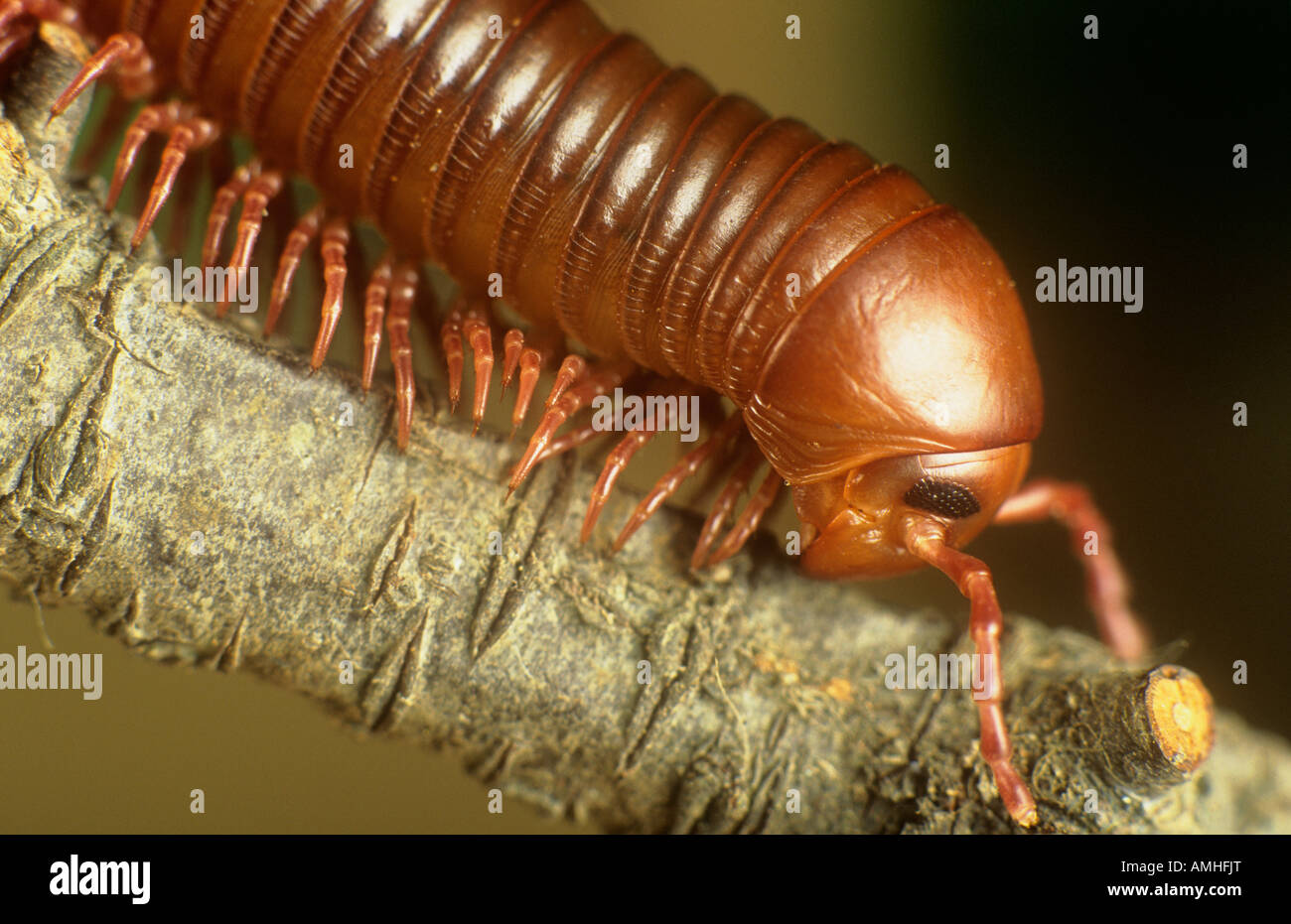 Millipede on twig Stock Photo - Alamy