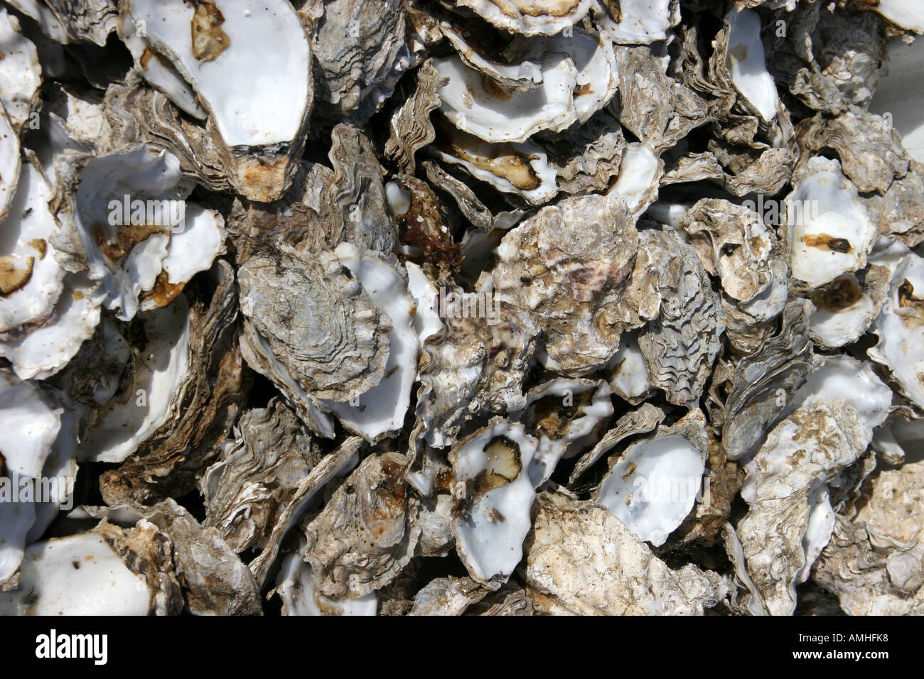 Empty whitstable oyster shells hi-res stock photography and images - Alamy
