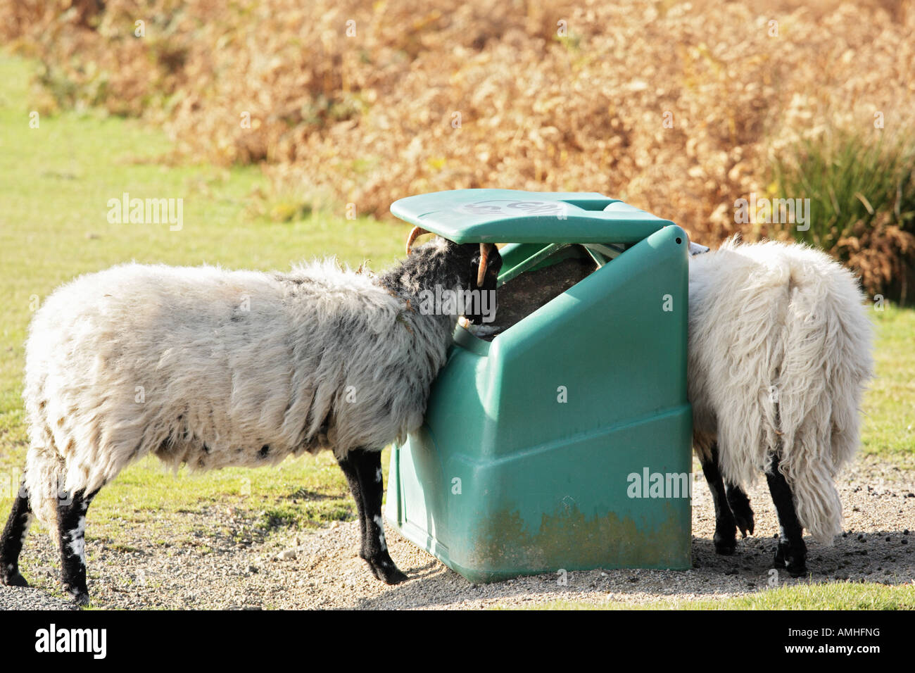 Sheep foraging in a grit box at North Yorkshire,Moors,UK Stock Photo ...