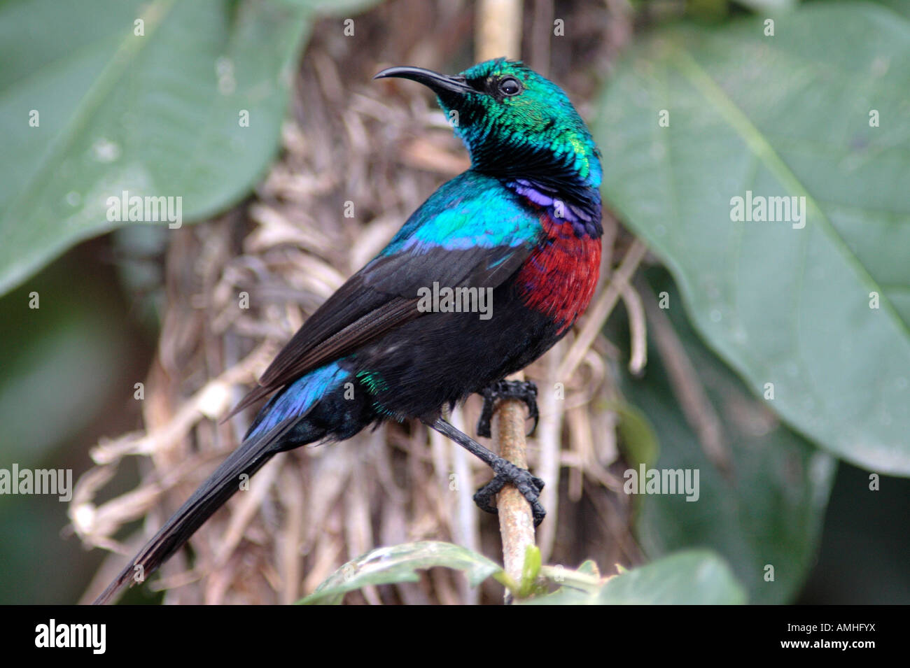 Red chested sunbird cinnyris hi-res stock photography and images - Alamy