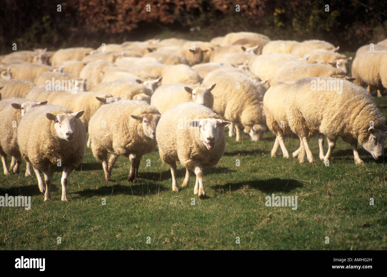 Flock of sheep Stock Photo - Alamy