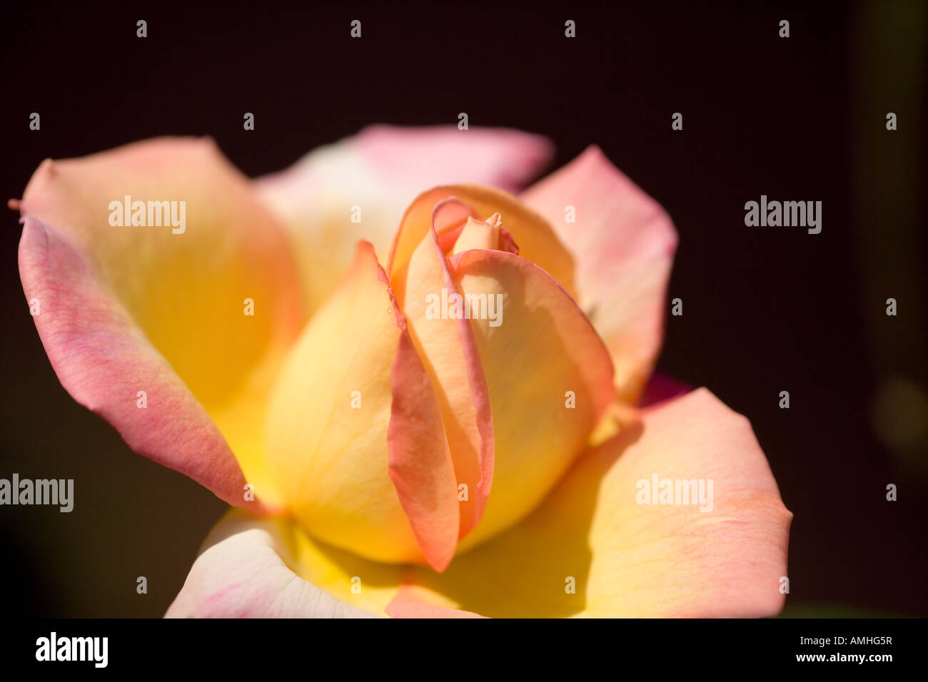 Peach rose bud love and peace hi-res stock photography and images - Alamy