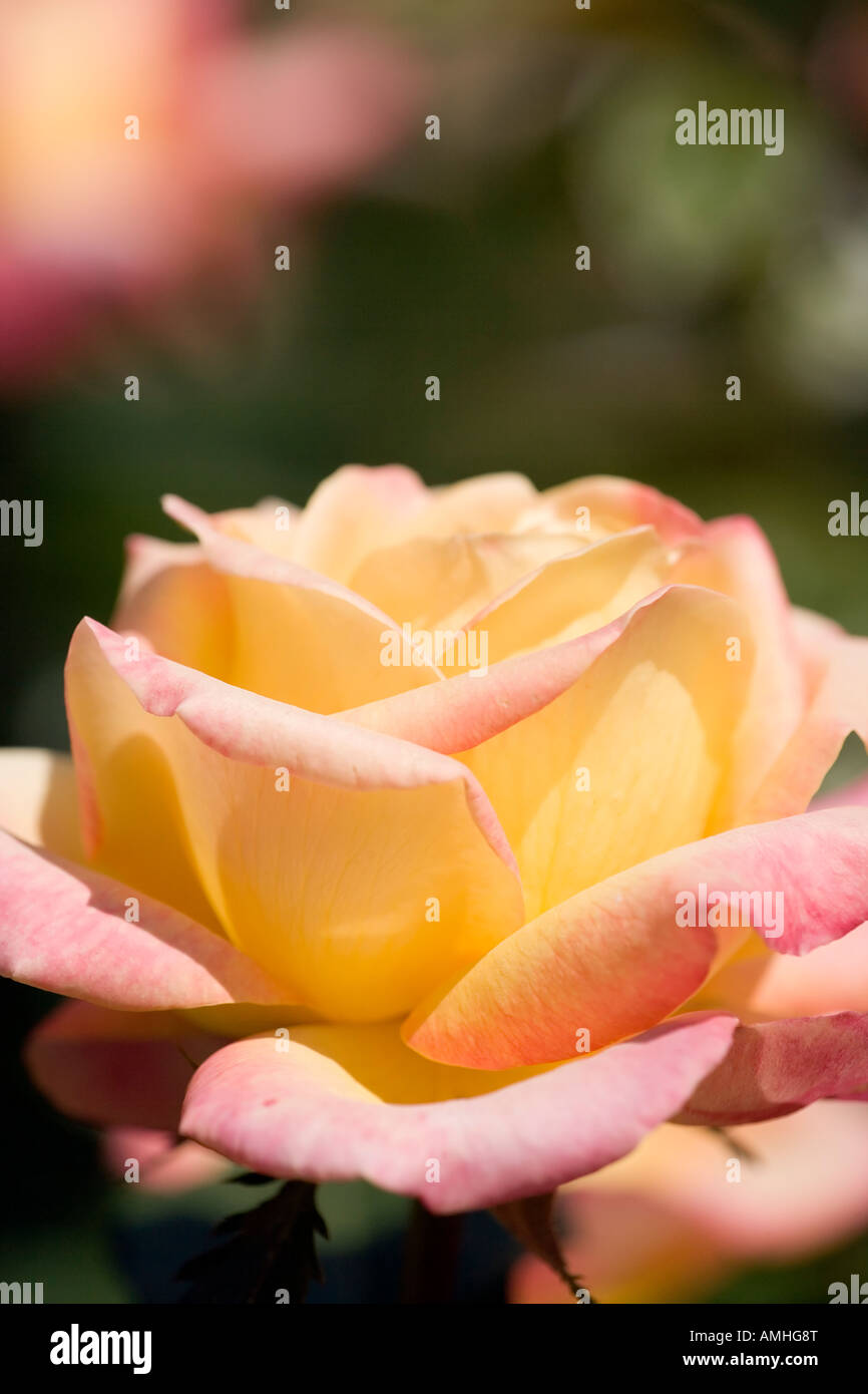 The peace rose hi-res stock photography and images - Alamy