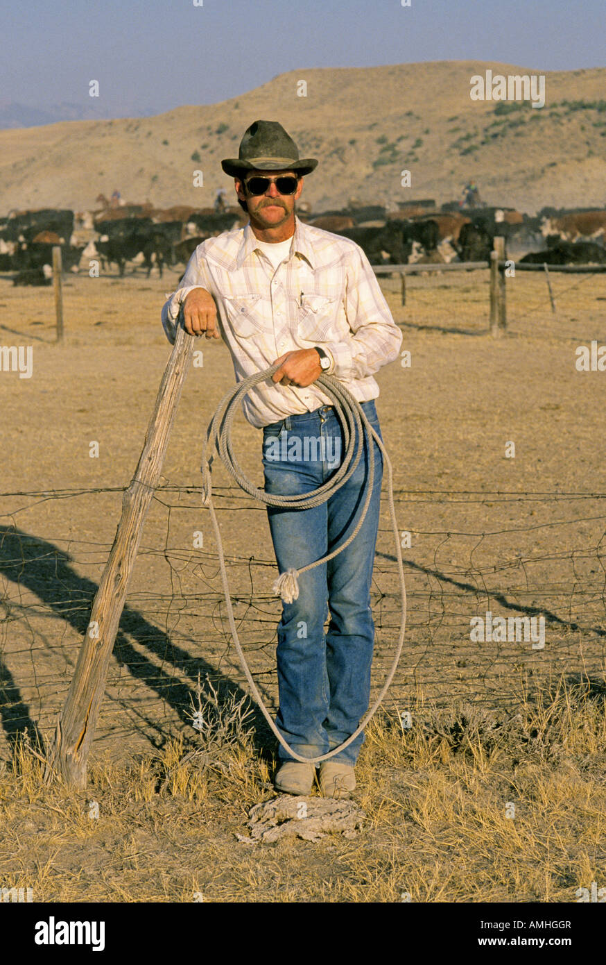 USA WYOMING A cowboy with a lariat on a large cattle ranch near ...