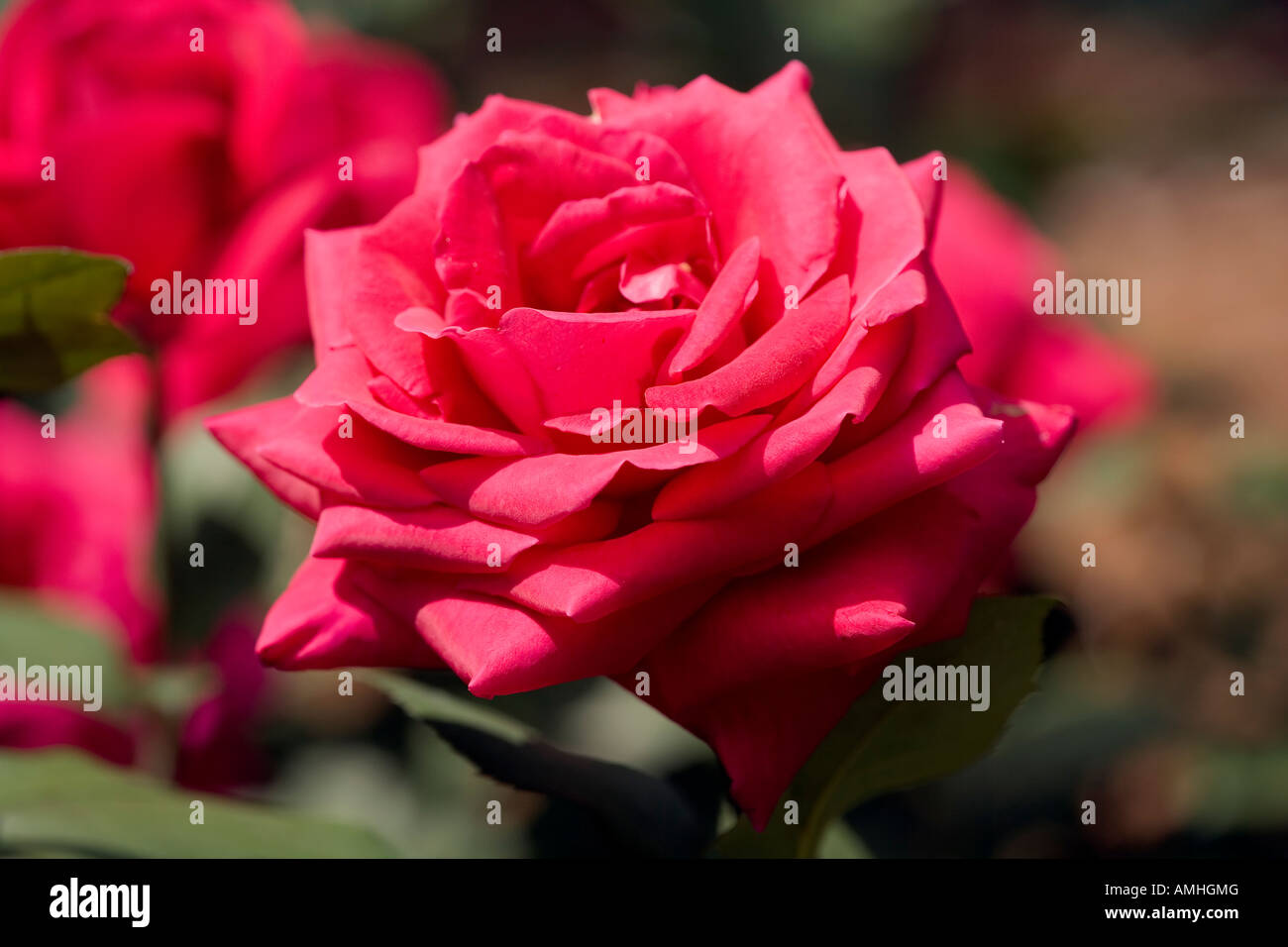 Red Rose (Mr. Lincoln) In Raleigh North Carolina Rose Garden Stock ...