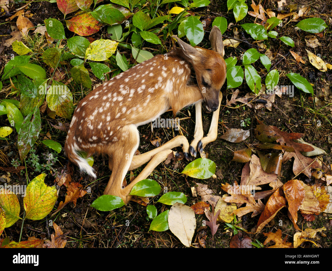 Newborn Baby Deer Walking