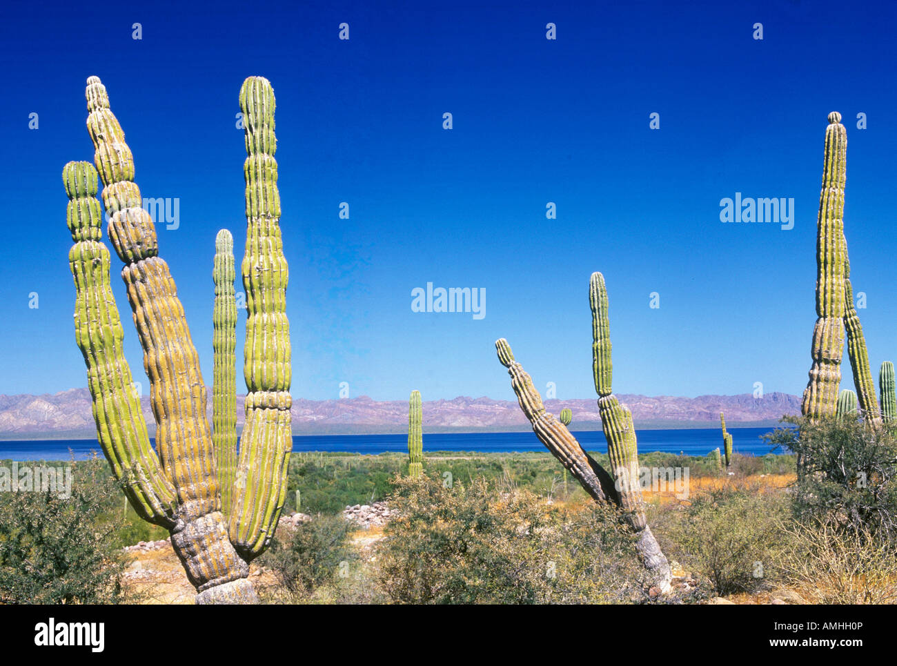 Mexico, Baja California Sur, Mulege, Bahia Concepcion, Cardon Cactus ...
