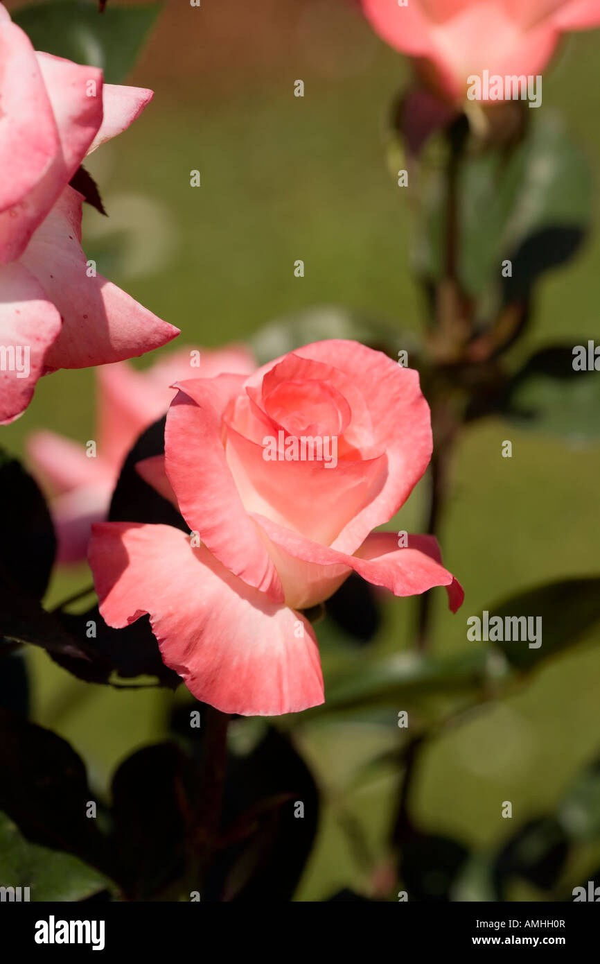 Pink Rose (Gemini) in Raleigh North Carolina Rose Garden Stock Photo ...