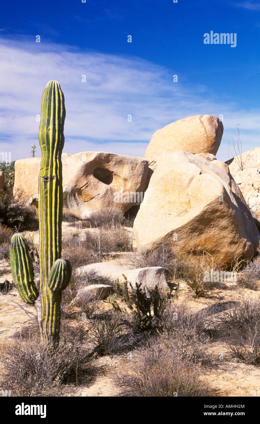 Mexico, Baja California, Catavina, Cardon Cactus at Catvina Rock Garden ...