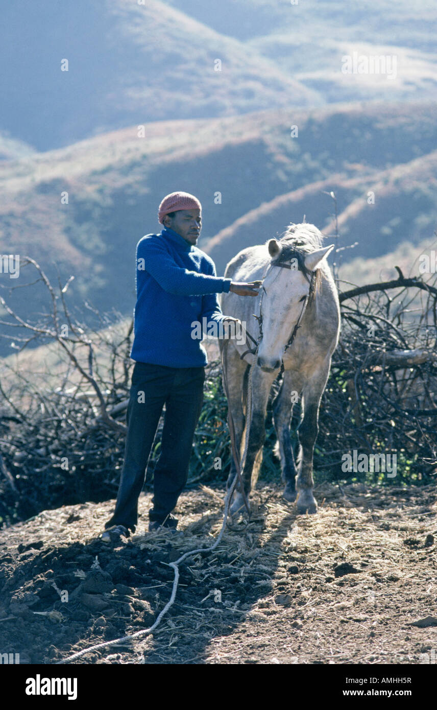 High in the Drakensburg Mountains Basotho tribesmen care for the famous ...