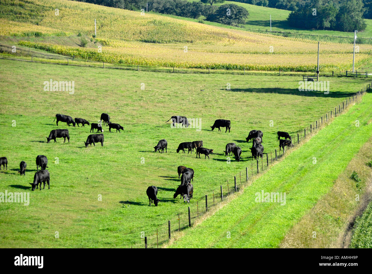 Nebraska Black Angus cattle farm with a crop of corn in the background ...