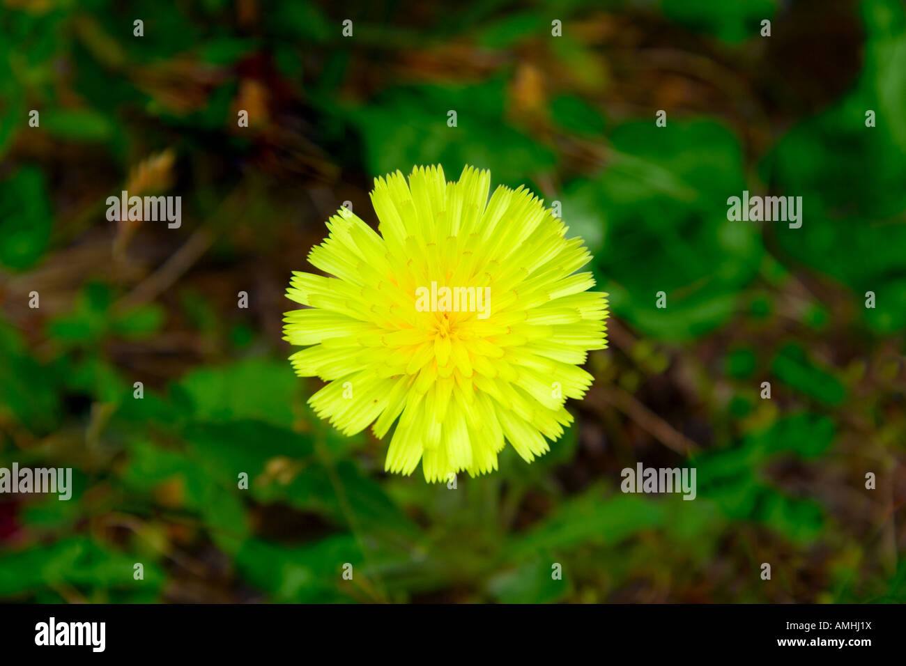 Weak flower hi-res stock photography and images - Alamy