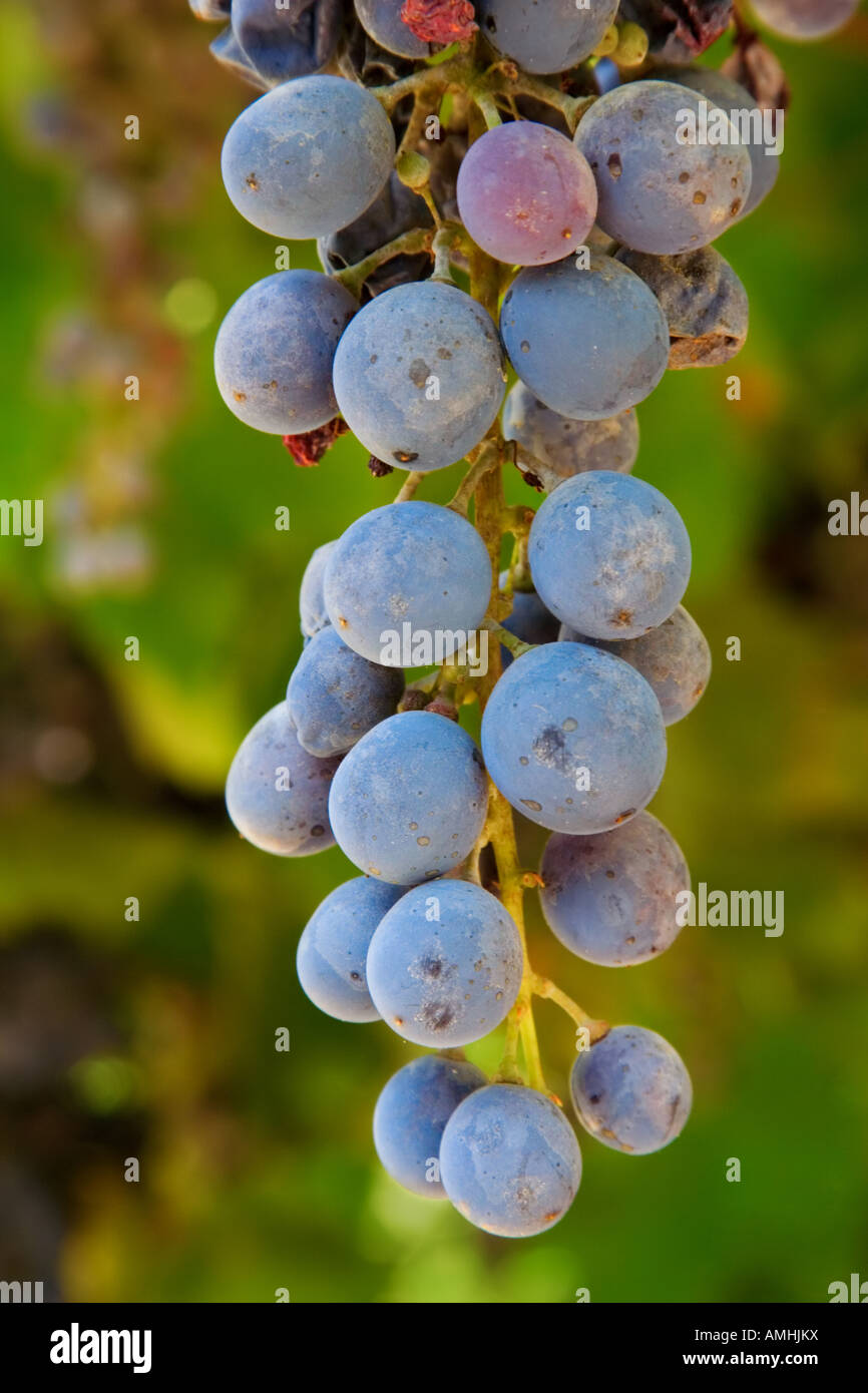 Cluster of grapes Stock Photo - Alamy