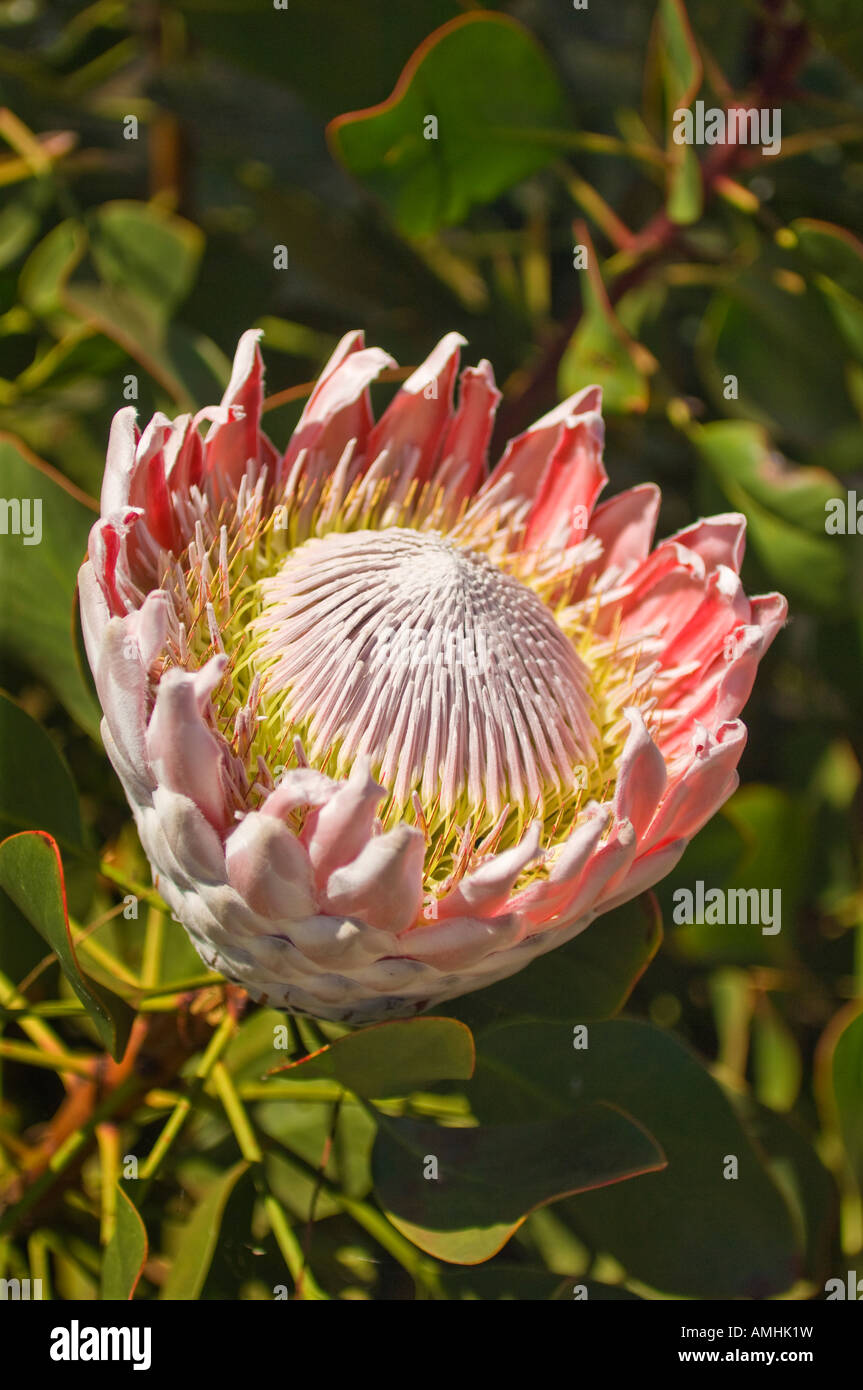 Hawaiian protea hi-res stock photography and images - Alamy