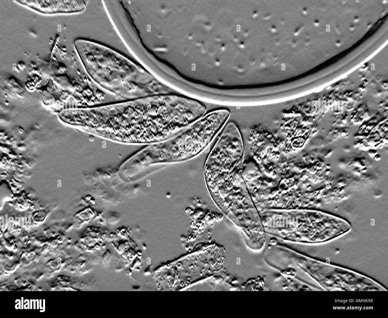 Paramecium hi-res stock photography and images - Alamy