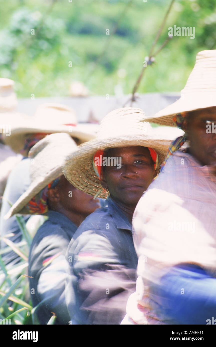 Caribbean field workers riding in truck on Santa Lucia Island Stock ...