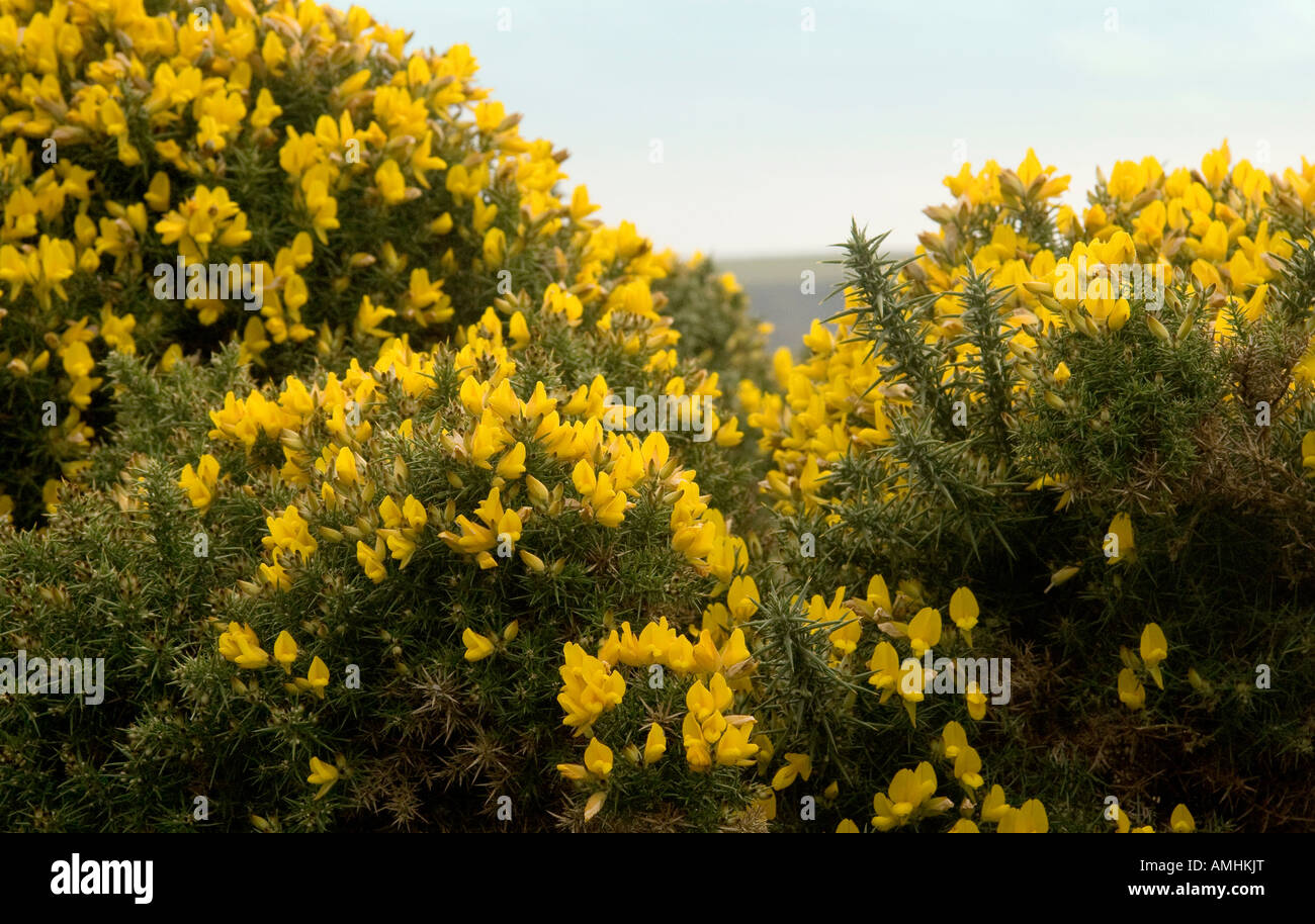 Common Gorse Ulex europaeus flowers against greenery in autumn Stock ...