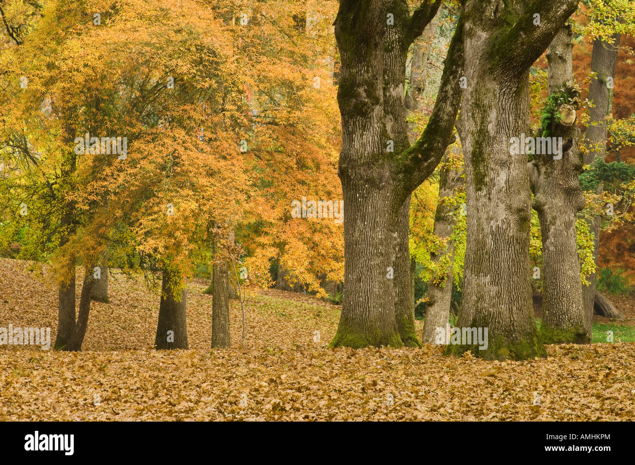 Bushs Pasture Park in Autumn Salem Oregon Stock Photo - Alamy