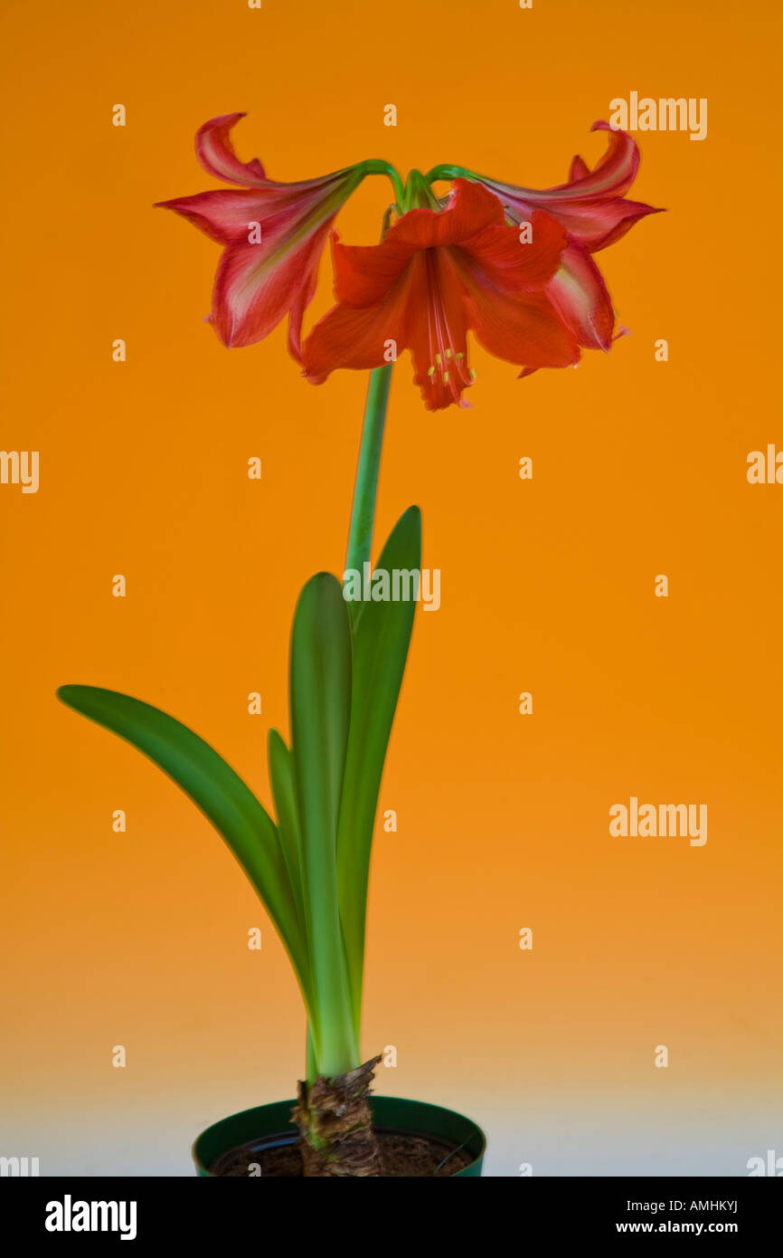 Amaryllis Minerva Hippeastrum bloom houseplant flower Stock Photo - Alamy