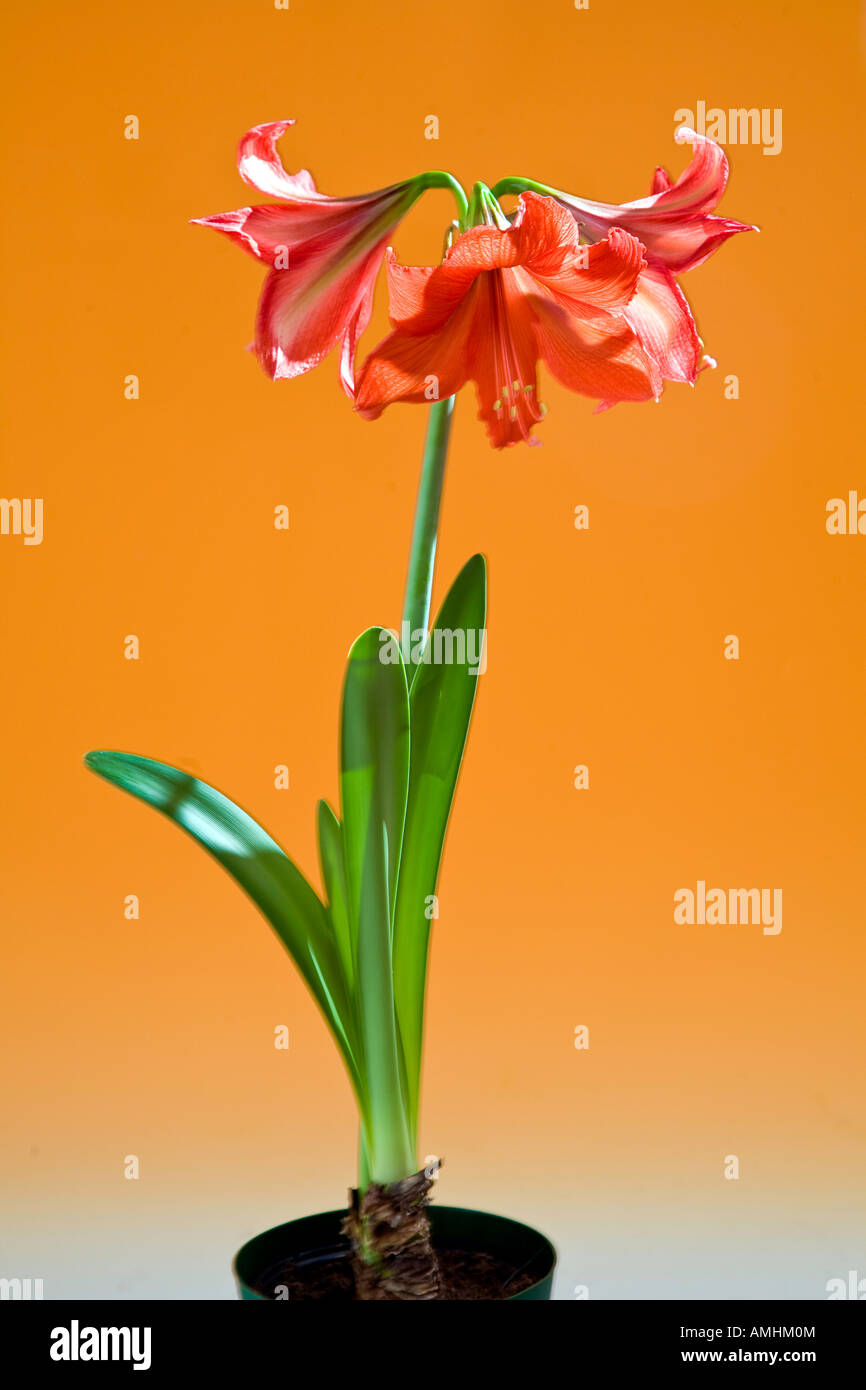 Amaryllis Minerva Hippeastrum bloom houseplant flower Stock Photo - Alamy