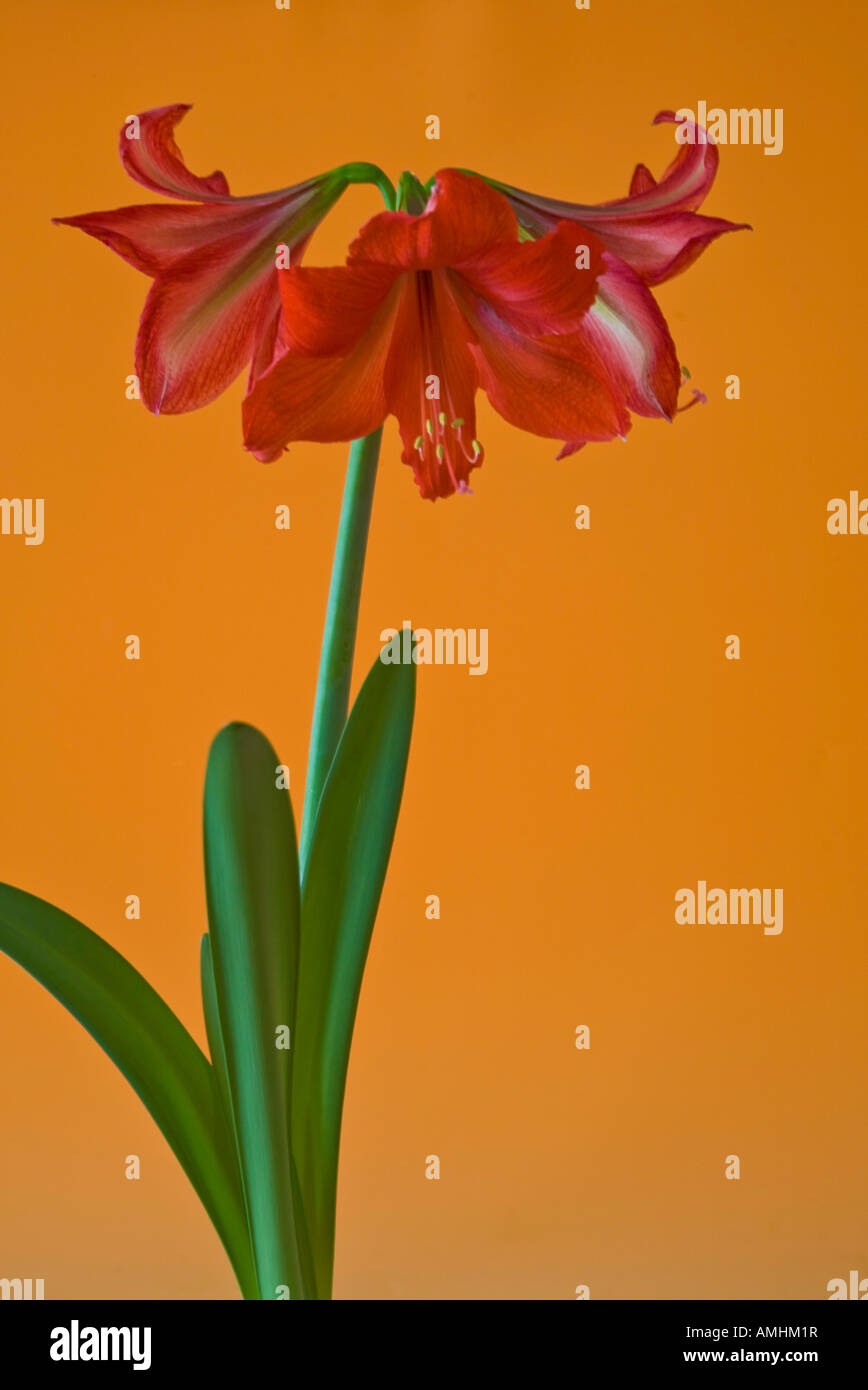 Amaryllis Minerva Hippeastrum bloom houseplant Stock Photo - Alamy