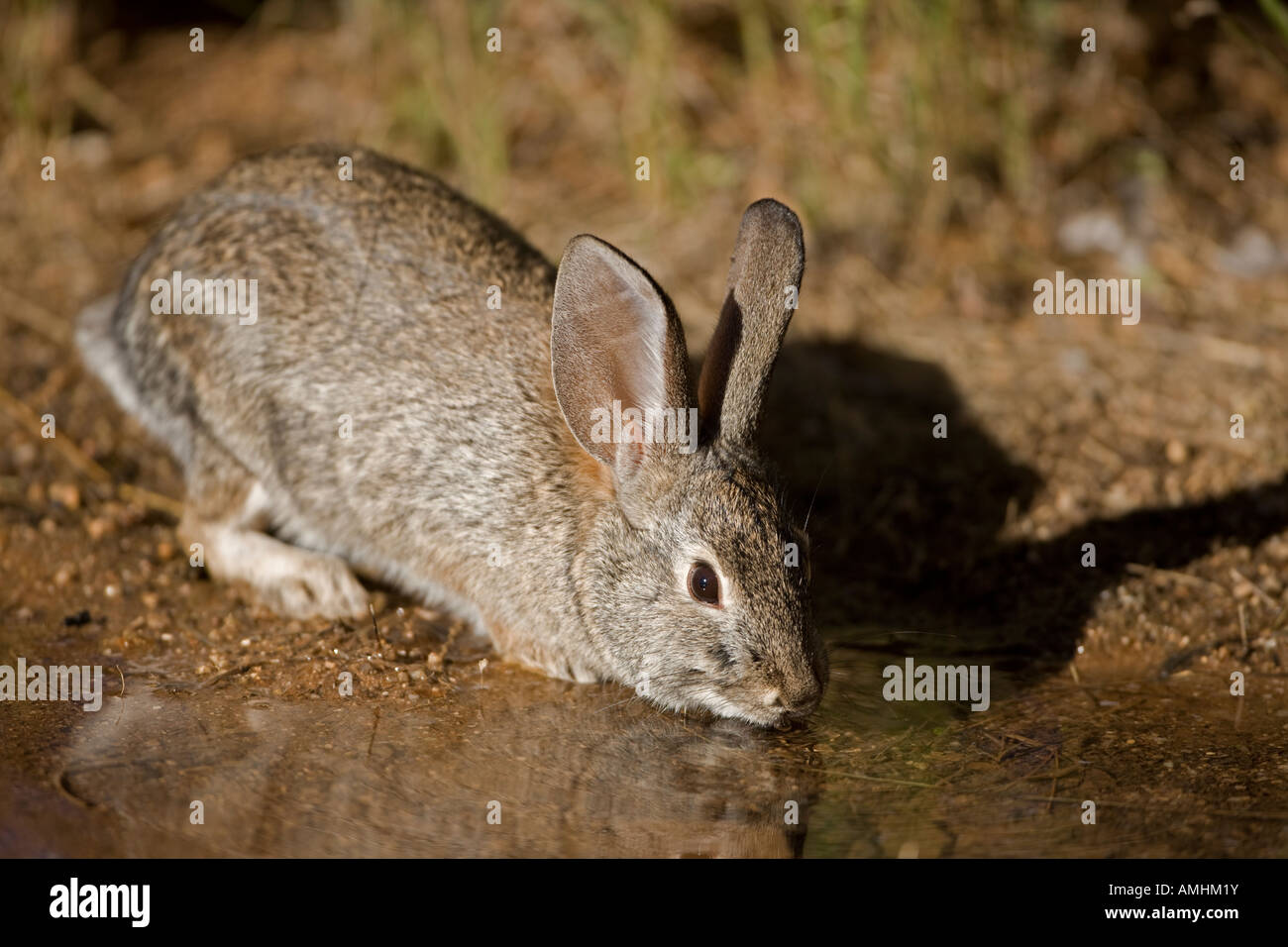 Temporary pool hi-res stock photography and images - Alamy