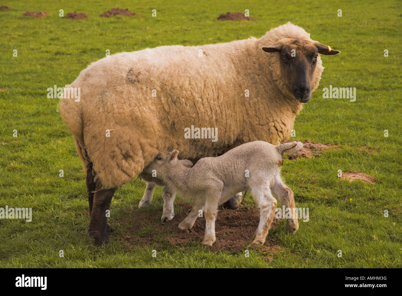 A lamb feeding from its mother Stock Photo - Alamy