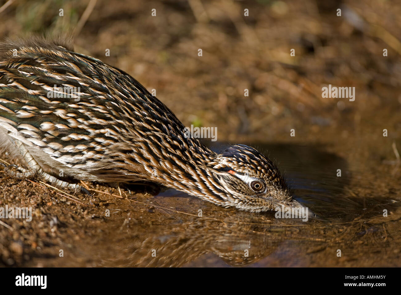 Greater Roadrunner Drinking from pool of water in Sonoran Desert of ...