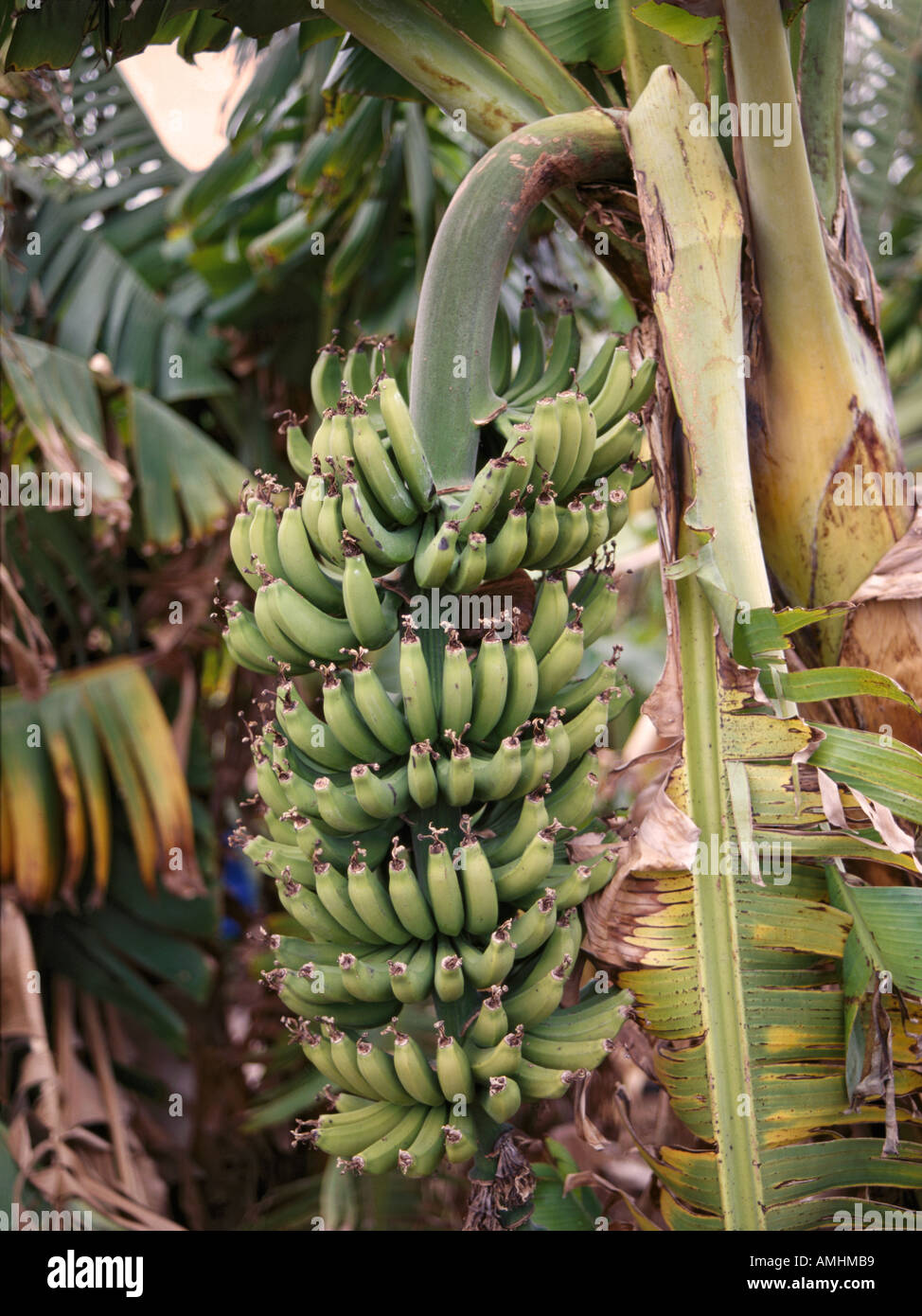 Banana plantation near Paphos Cyprus Stock Photo - Alamy