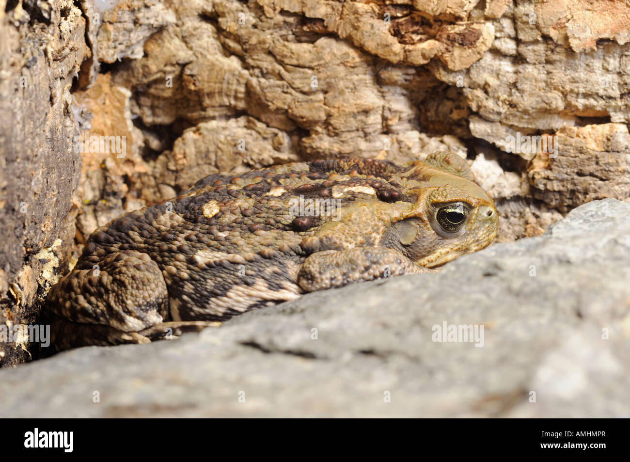 Cane Toad Bufo marinus Stock Photo - Alamy