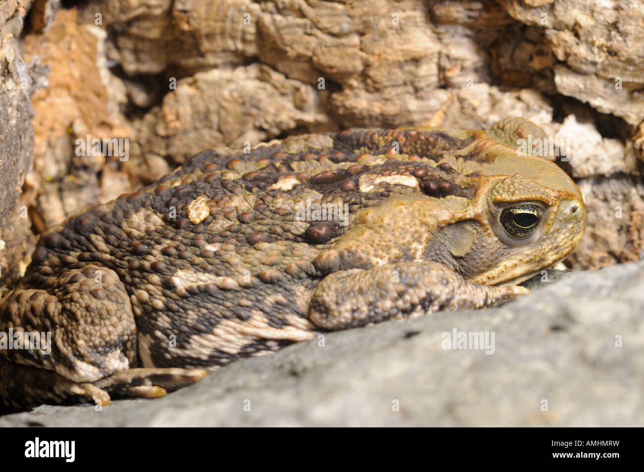 Cane Toad Bufo marinus Stock Photo - Alamy