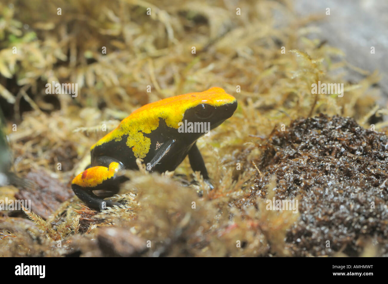 Back of frog hi-res stock photography and images - Alamy