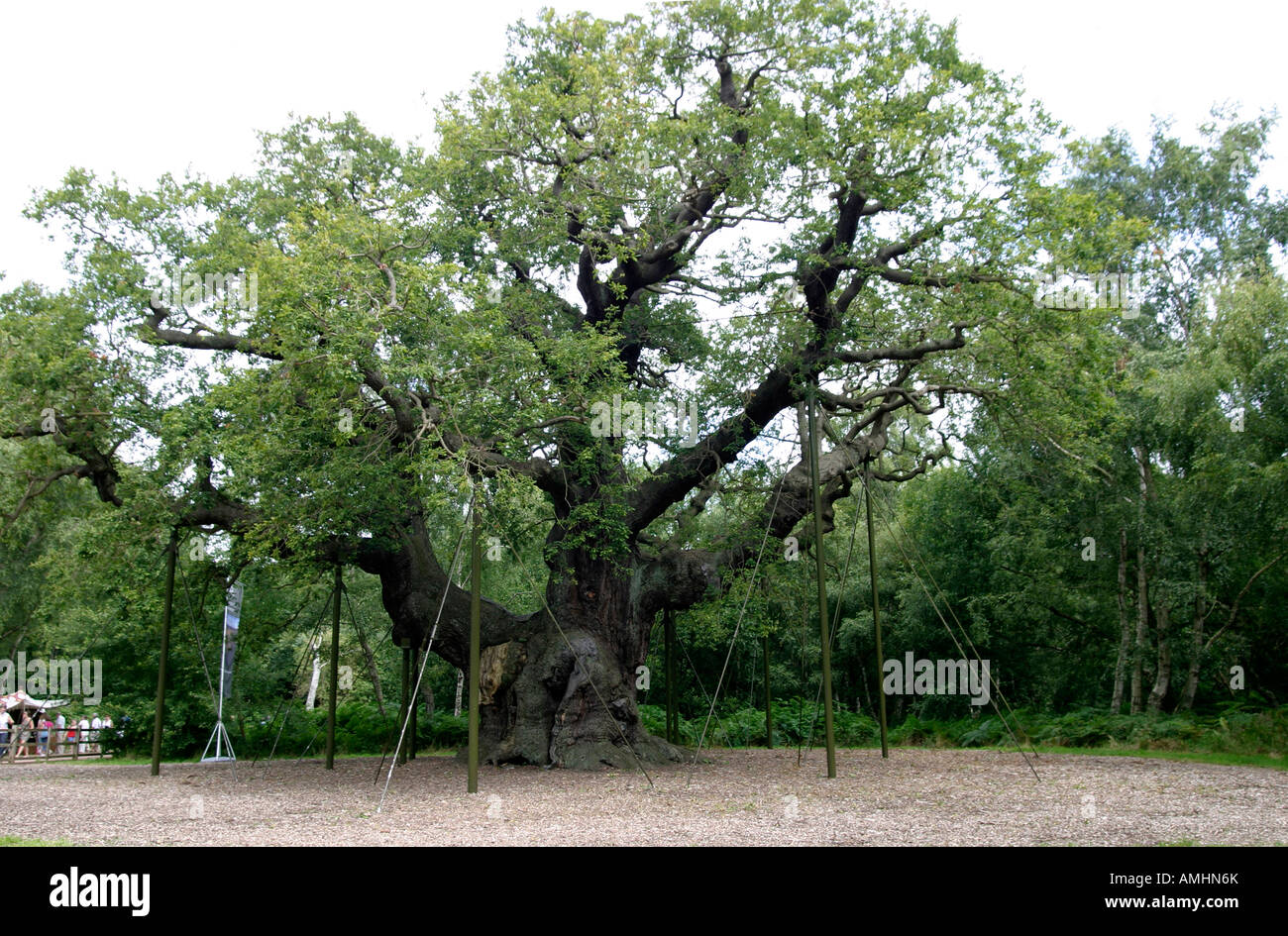 The Major Oak in Nottinghams’ Sherwood Forest. Believed to be the ...