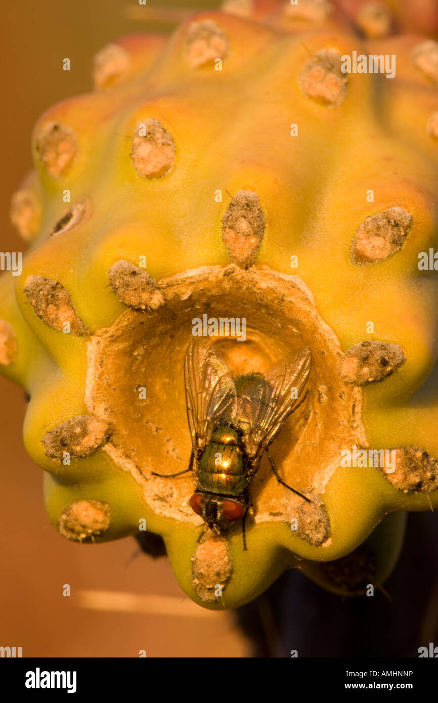 Cholla Cactus Fruit (Opuntia spp) Sonoran Desert - Arizona - USA ...