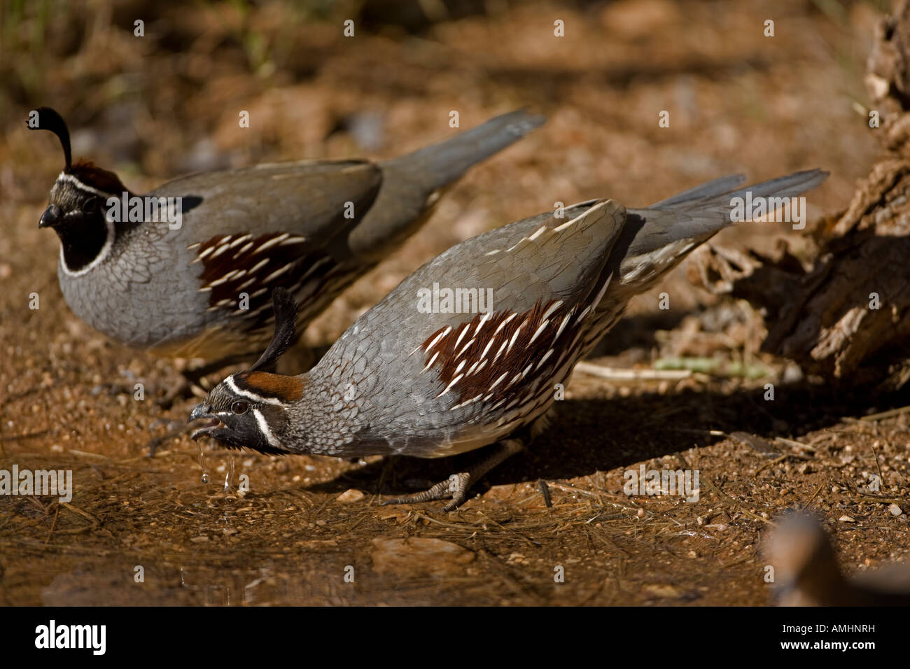 Arizona quails hi-res stock photography and images - Alamy